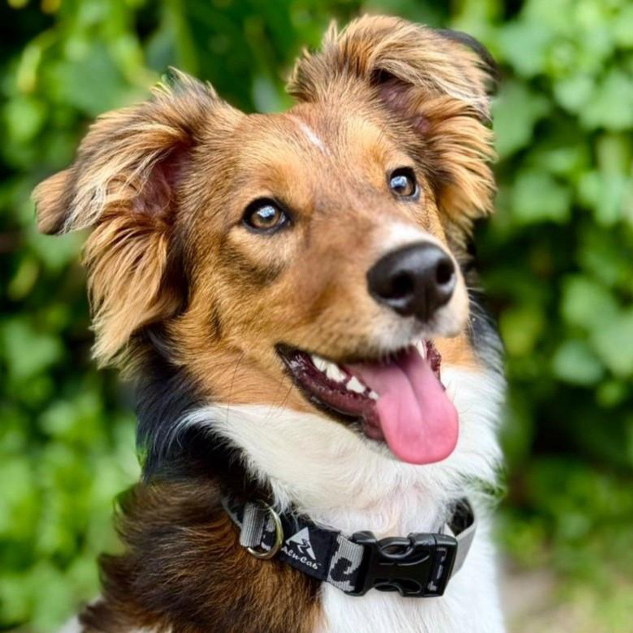 Alu-Cab Dog Collar – Tiny Rig Co